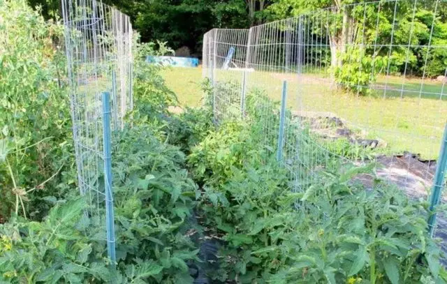 Tomato Black Elephant: lajikekuvaus, valokuvat, arvostelut, ominaisuudet, sato 7731_9