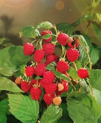 Raspberry Zhuravlik: sharaxaad kala duwan, sawirro, dib u eegis 7734_1