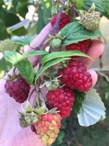 Raspberry Zhuravlik: အမျိုးမျိုးဖော်ပြချက်, ဓာတ်ပုံများ, ပြန်လည်သုံးသပ်ခြင်း 7734_4