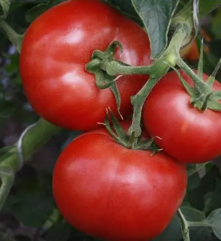 בובת עגבניות F1: מאפיינים ותיאור הזן 7743_1