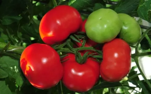 בובת עגבניות F1: מאפיינים ותיאור הזן 7743_7