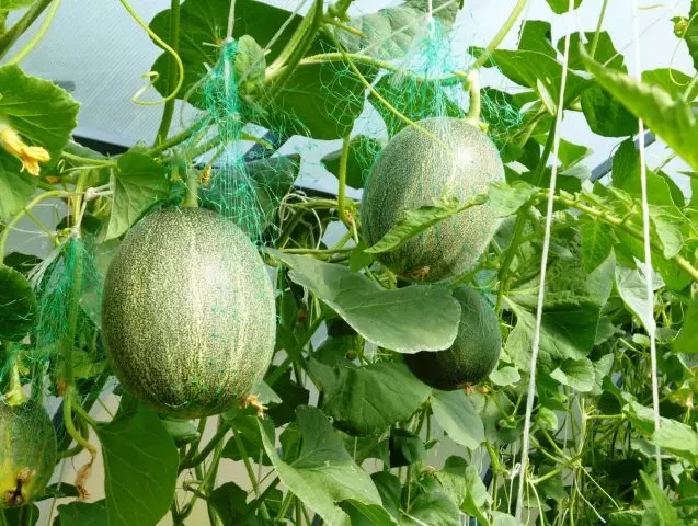 Wéi eng Melon an engem Treibhauseffekt ze bilden: wéi ze pflanzen, Kultivatioun a Fleeg, Pollutioun, Trellis 7751_1