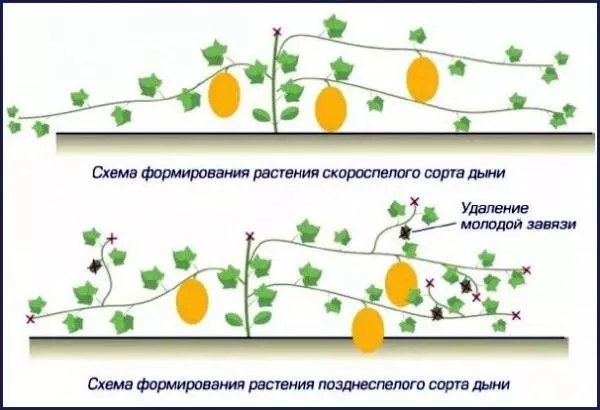 Wéi eng Melon an engem Treibhauseffekt ze bilden: wéi ze pflanzen, Kultivatioun a Fleeg, Pollutioun, Trellis 7751_3