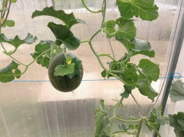 Cómo formar un melón en un invernadero: cómo plantar, cultivo y cuidado, polinización, enrejado. 7751_4