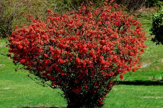 Tailler l'épine-vinette au printemps, en été : comment bien tailler, comment mettre en forme 7753_1