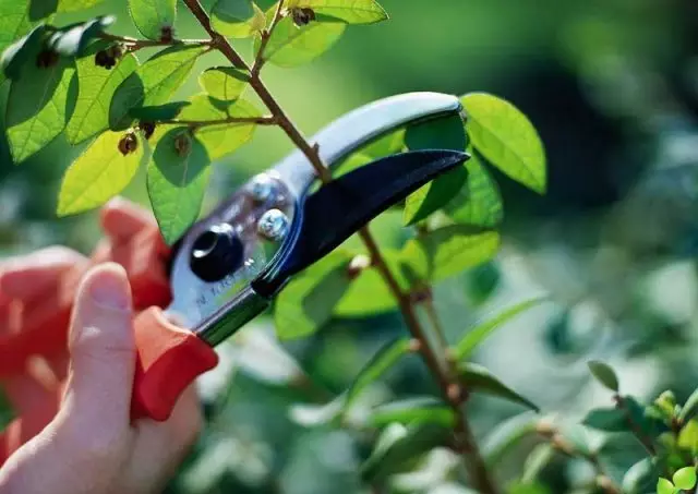 Tailler l'épine-vinette au printemps, en été : comment bien tailler, comment mettre en forme 7753_2