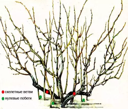 Pruning currants a cikin fall don sabon shiga 7759_11