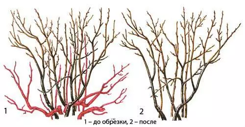 Pruning currants a cikin fall don sabon shiga 7759_13