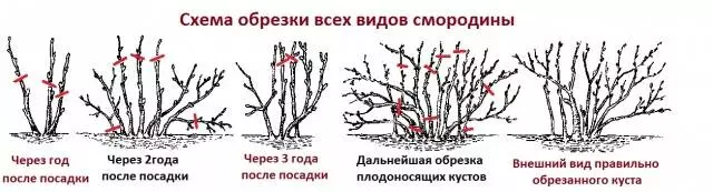 Pruning currants a cikin fall don sabon shiga 7759_14