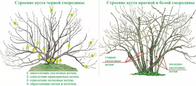 Tunderea coacăzelor în toamnă pentru începători 7759_17