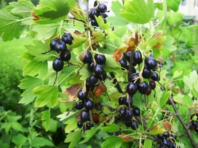 Pruning currants a cikin fall don sabon shiga 7759_2