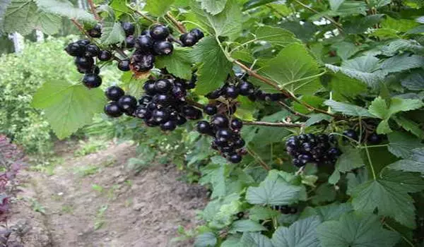 Pruning currants a cikin fall don sabon shiga 7759_5