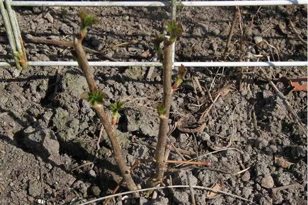 Pruning currants a cikin fall don sabon shiga 7759_7