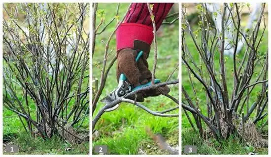 Pruning currants a cikin fall don sabon shiga 7759_8