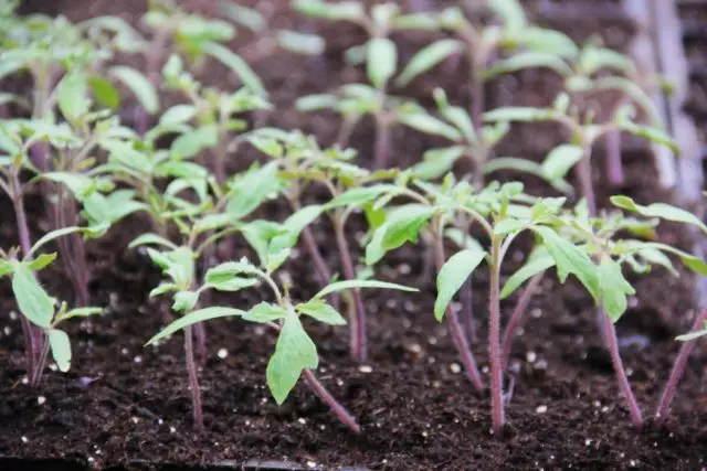 Ananas negru de tomate: recenzii, descriere, fotografie, randament, caracteristici, video 7766_6