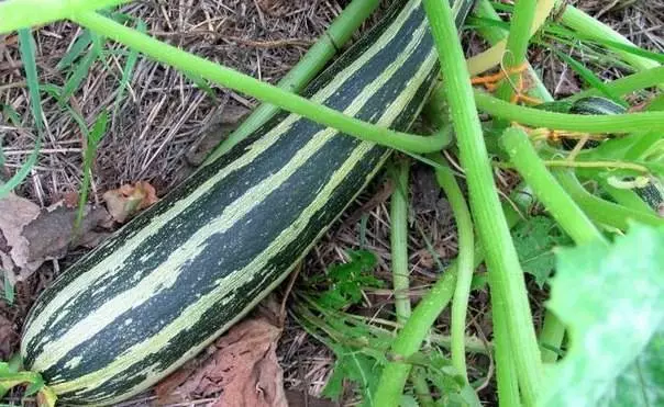 Zucchini Zebra: descrición, foto, comentarios 7773_3