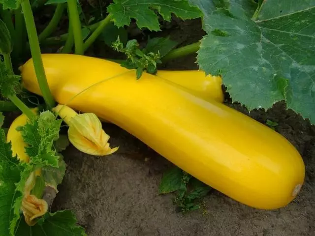 Courgette variëteit Zolotinka