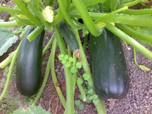 Die beste variëteite courgette vir die Moskou -streek in oop grond 7778_2