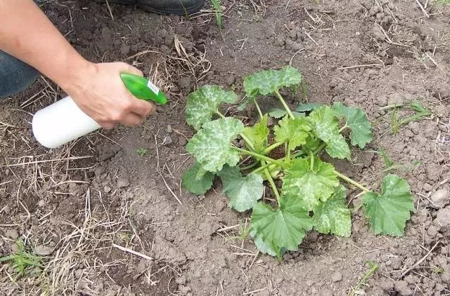 Mefuta e metle ka ho fetisisa ea zucchini bakeng sa sebaka sa Moscow sebakeng se bulehileng 7778_5