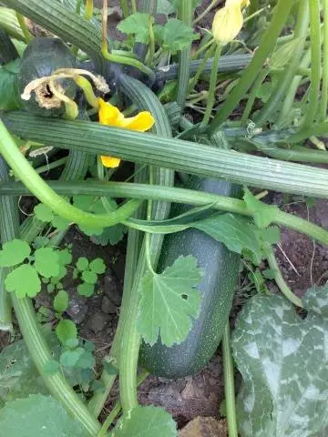 Zucchini Zucchini Sorte Tsukesha