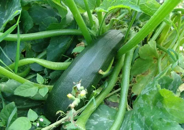 Varjetajiet ta 'zucchini mdakkra waħedhom għas-serer: deskrizzjoni, vidjo 7784_1