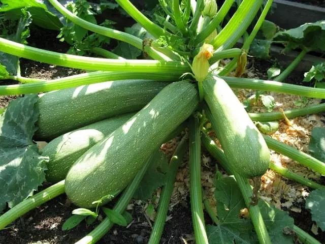 Selfbestuifde courgettevariëteite vir kweekhuise: beskrywing, video 7784_20