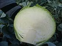 Cabbage Ankoma F1: descrição, fotos, comentários 7808_2