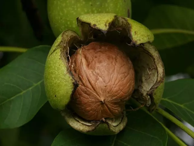 Hobaneng ha walnuts e sa behe litholoana: seo o lokelang ho se etsa, ho etsa joang 7832_1