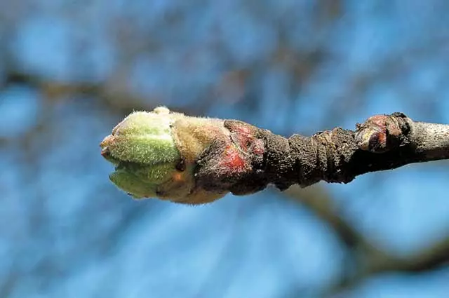 クルミ接ぎ木：2つの最も効果的な方法、挿し木による繁殖 7844_3