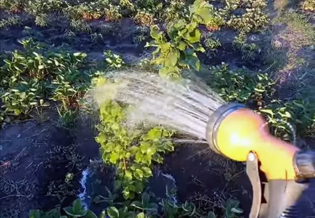 אגוזי לוז (לוז): טיפול וטיפוח באזור מוסקבה, סיביר, באוראל 7856_15