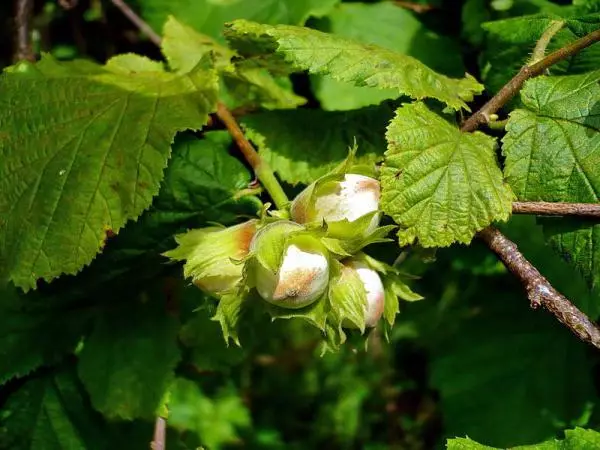 Hazelnuts (hazel): سن andال ۽ پوک ماسڪو علائقي ۾ ، سائبيريا ، Urals ۾ 7856_21