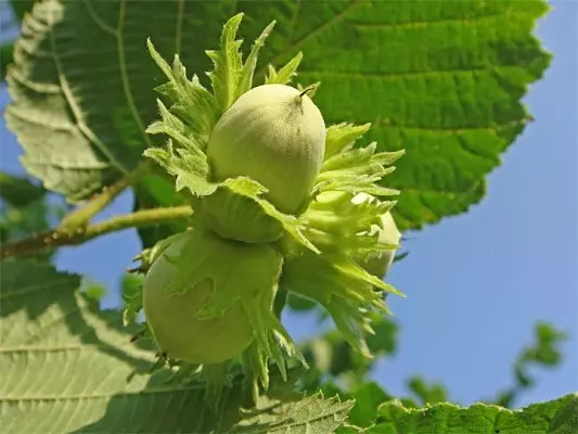 Hazelnuts (hazel): سن andال ۽ پوک ماسڪو علائقي ۾ ، سائبيريا ، Urals ۾ 7856_8