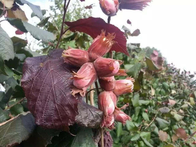 Red-leaved Hazel: Varietéit Beschreiwung, Planzung a Fleeg, Foto 7859_3