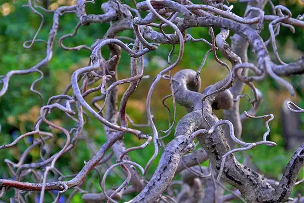 Red-leaved hazel: ntau yam piav qhia, cog thiab saib xyuas, yees duab 7859_4