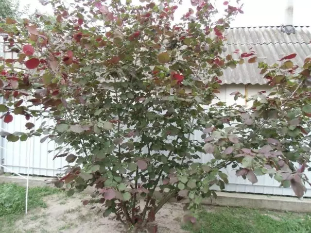 Red-leaved Hazel: Varietéit Beschreiwung, Planzung a Fleeg, Foto 7859_5