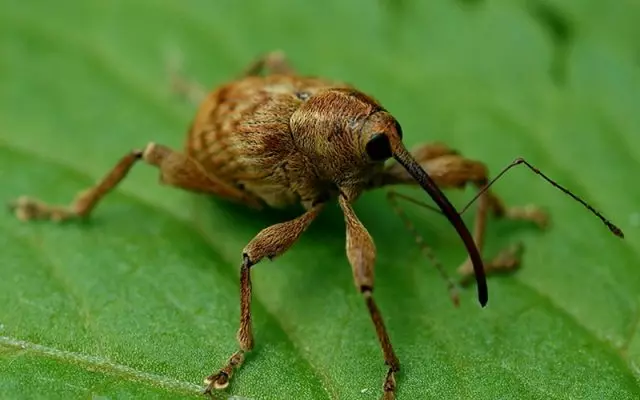 Mantxuriko hurritza: deskribapena, landaketa eta zainketa, argazkia 7860_4