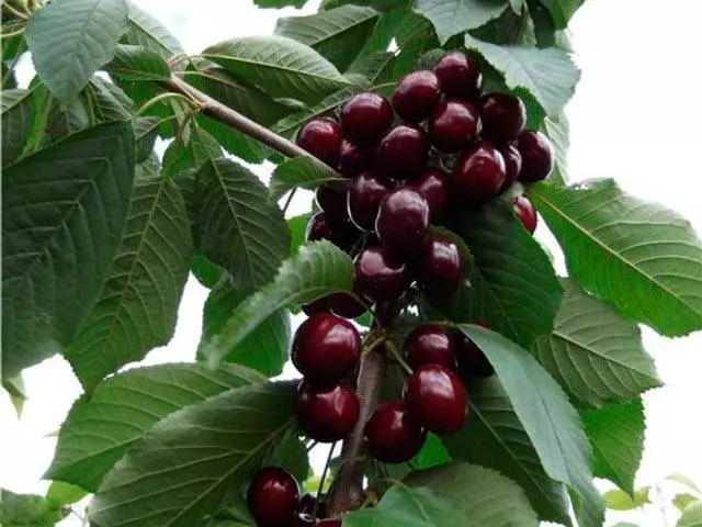 Cherry Donetsk than: mô tả về sự đa dạng, hình ảnh, đánh giá 7874_4