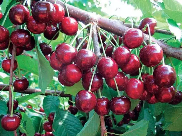 Mokhoa oa ho jala cherries nakong ea selemo le lehlabula 7880_18