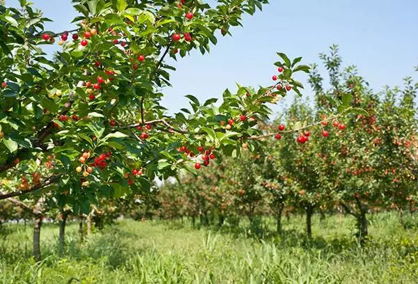 How to plant cherries in spring and summer 7880_2