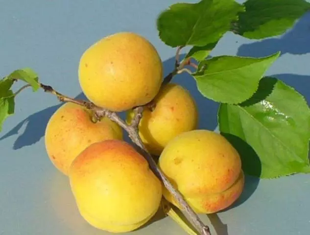 Apricot Kichiginsky: macem-macem katrangan, foto, ulasan 7883_1