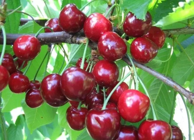 Cherry Teremoshka: ការពិពណ៌នាពូជរូបថតការពិនិត្យ 7889_1