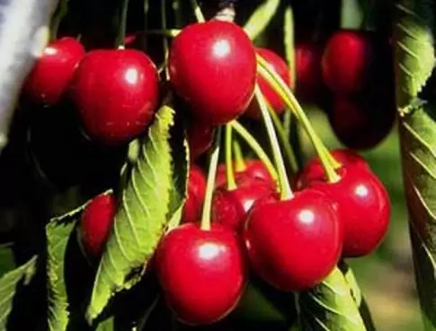 Cherry Teremoshka: xilma -xillik tavsifi, fotosuratlar, sharhlar 7889_3