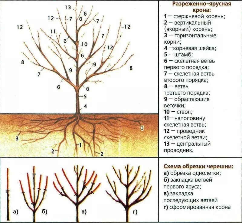 Гелос Теремошка: тавсифи гуногун, аксҳо, шарҳҳо 7889_4