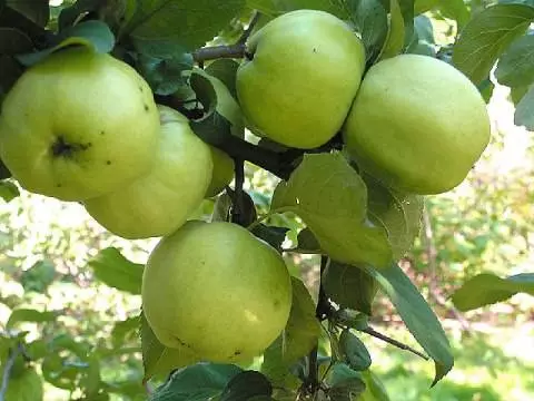 Einen Apfelbaum im Herbst in Zentralrussland pflanzen 7891_1