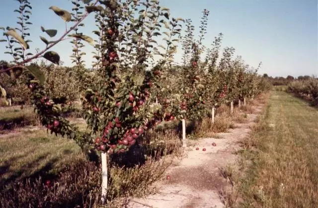 Einen Apfelbaum im Herbst in Zentralrussland pflanzen 7891_2