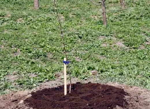 Plantando unha maceira no outono no centro de Rusia 7891_21