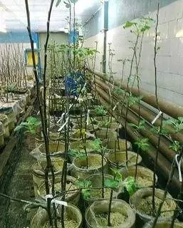 Planter un pommier en automne dans le centre de la Russie 7891_4