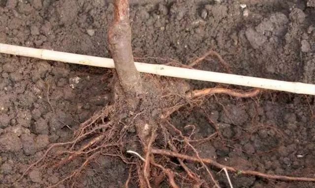 Planter un pommier en automne dans le centre de la Russie 7891_8