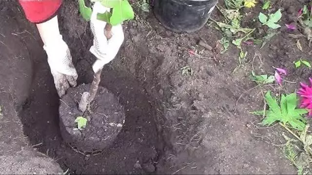 Einen Apfelbaum im Herbst in Zentralrussland pflanzen 7891_9