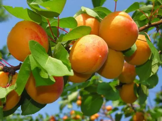 Apricot Khabarovsk: iba't ibang paglalarawan, larawan, repasuhin 7896_1